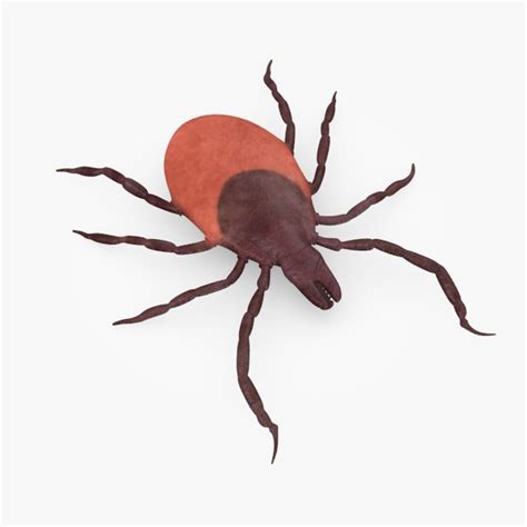 3d Model Ixodes Nymph