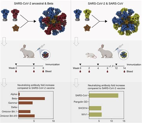 Nanoparticles Displaying Sars Cov 1 And Sars Cov 2 Spikes Induce Broad Antibody Responses In