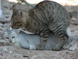 Sex And The Kitty