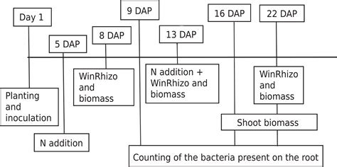 SciELO Brasil - Inoculation effects of growthpromoting bacteria on corn root architecture ...