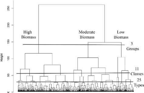 Dendrogram With Hierarchical Classification Of Forest Structural