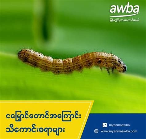 ငမြောင်တောင်အကြောင်းသိကောင်းစရာများ Myanma Awba