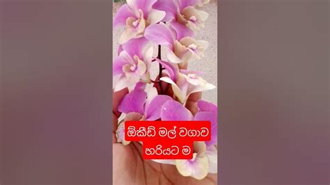 ඕකිඩ් මල් වගාව හරියට 🌷🌷🌷🌷🌷🌷🌷👈 Srilanka Youtube Youtubeshorts Youtube