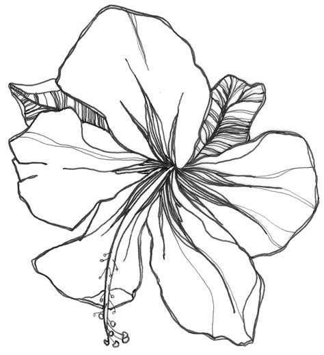 Sweet Flowers Delights Flower Drawing