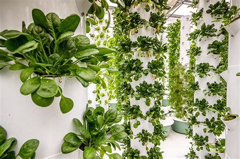 Can I Grow Plants Without Soil Plantum