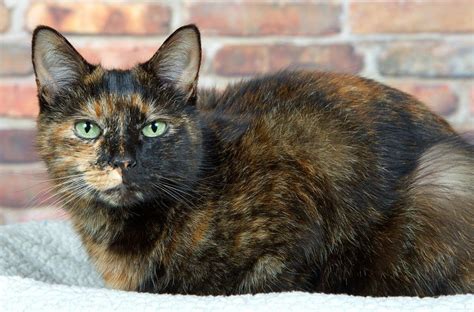 Tortoiseshell Cat Over 30 Fascinating Facts About Tortie Cats Tortoiseshell Cat Names