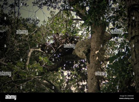 A Wildlife Nest On A Tree Top It Looks Like A Bear Have Built That Nest Not An Orangutan