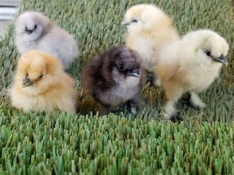 Female Silkie Chicks Serenity Sprouts Sexing A Silkie Dna Near