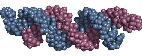 Partial Cellular Reprogramming To Reverse Cellular Aging