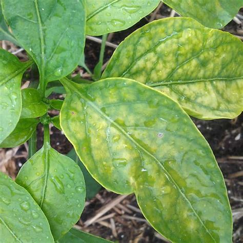 Nitrogen Deficiency In Plants Trifecta Natural