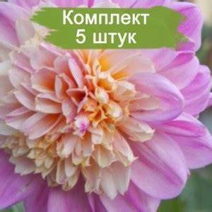 Клубни цветов - купить в Москве, заказать клубни цветов в интернет ...