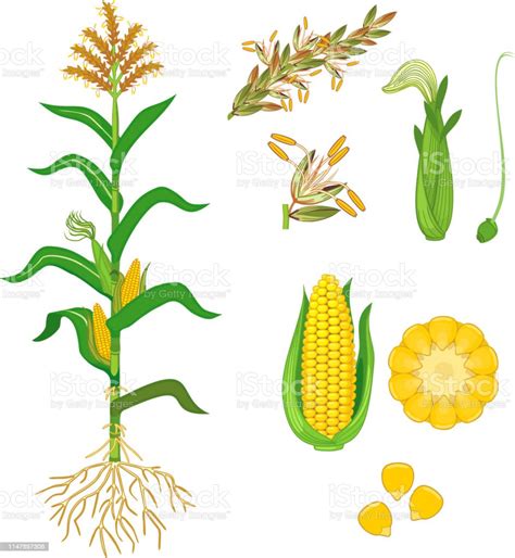 Botani Tanaman Jagung Koleksi Gambar