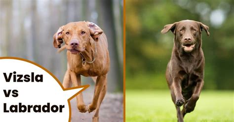 Hungarian Vizsla Vs Labrador Retriever Its A Vizsla