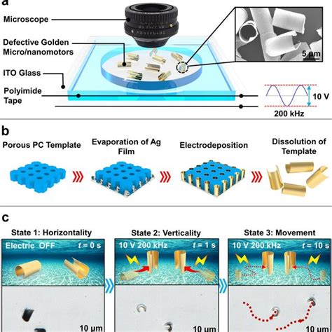 Schematic Illustration Of The Experimental Processes And Motion Download Scientific Diagram