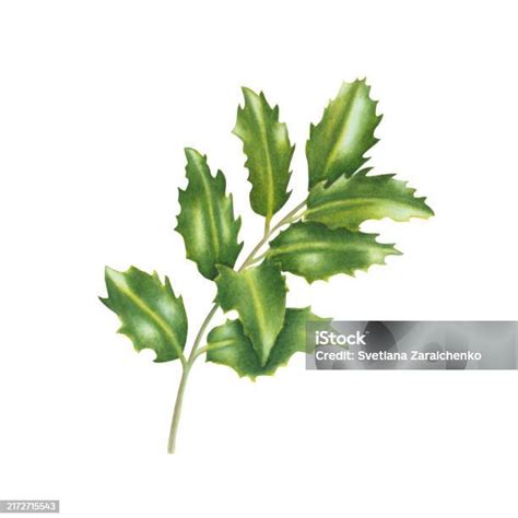 녹색 가시가 많은 잎이 흰색 배경에 고립 된 호랑가시나무 가지 손으로 그린 수채화 식물 그림입니다 디자인 카드 초대장 인사말