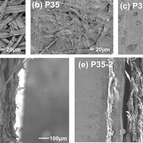 Sem Micrographs Of Paper Substrates And Membranes Download Scientific