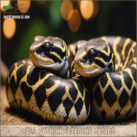 ball python breeding program essential guide for success