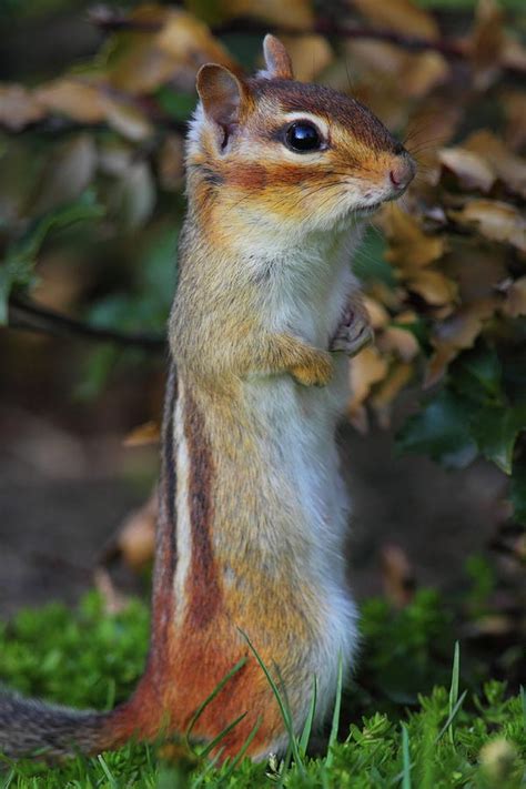 Standing Tall Eastern Chipmunk Photograph By Bruce J Robinson