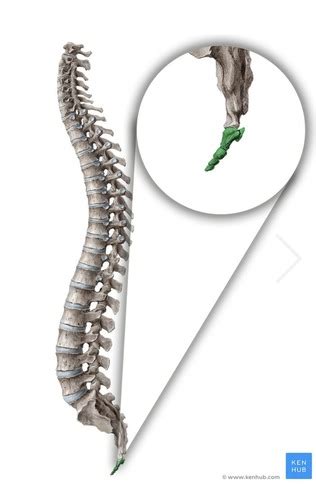 Spine Flashcards Quizlet