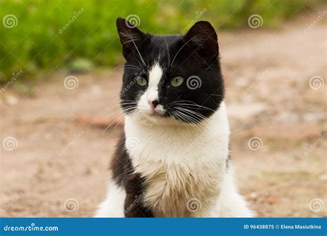 Portrait Of White And Black Cute Cat Pussycat Stock Image Image Of