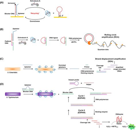 Nucleic Acid Aptamer Based Methods For Diagnosis Of Infections Pmc