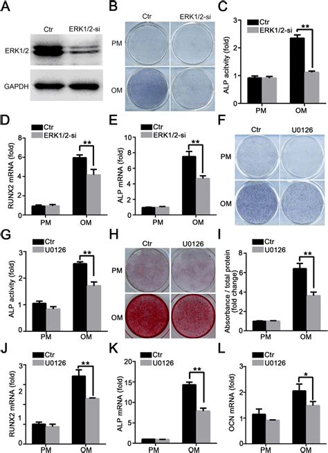 Inhibition Of Erk Signalling Pathways Inhibited Osteogenic