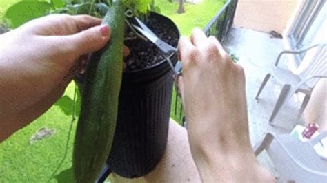 Homemade Dildo Loofa Style Organic Sex Clips4sale