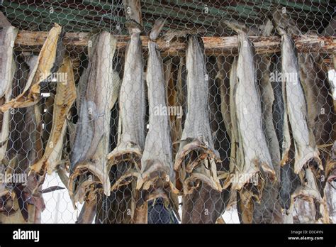 Hanging Pieces Of Cod Fish For Outdoors Curing In Winter Norway Stock