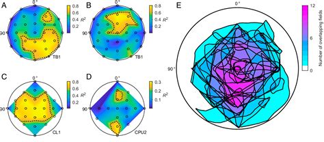 Figure 3 From Matched Filter Coding Of Sky Polarization Results In An Internal Sun Compass In