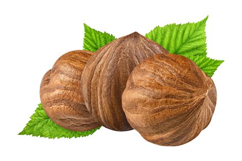 3 헤 즐 넛 패키지 디자인 요소로 잎 껍질 없이 근접 촬영을 격리 흰색 바탕에 신선한 유기 양 개 암 나무입니다 3 너트