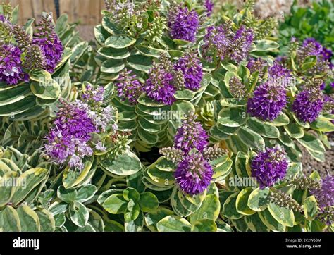 Hebe Veronica Flowering In Sardinian Garden Stock Photo Alamy