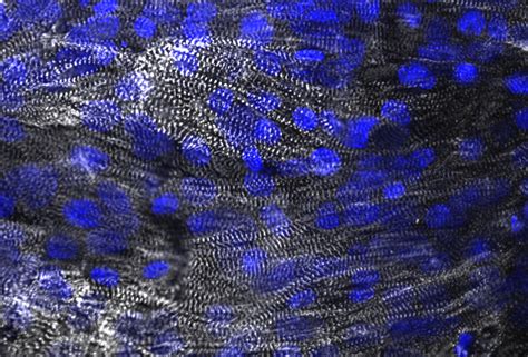 Cardiac Biointerface Engineering Cz Biohub Chicago