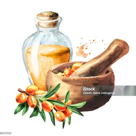 바다 갈매 나무 속 기름 박격포와 잘 익은 열매의 병 흰색 배경에 고립 된 손으로 그린 수채화 그림 0명에 대한 스톡 벡터 아트 및 기타 이미지 Istock