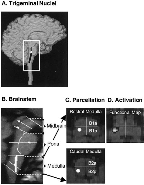 Trigeminal Nucleus