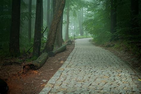Premium Photo Stone Path In The Forest Dense Forest With Path