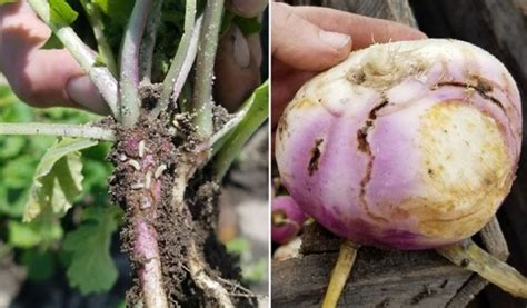 35 Bad Garden Insects And Pests On Plants Pictures Dre Campbell Farm
