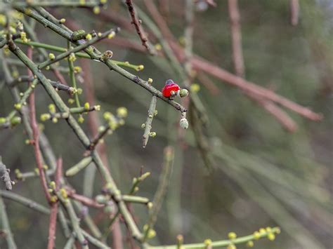 Ephemeral Arid Plants Of NSW Australian Native Plants Society Australia