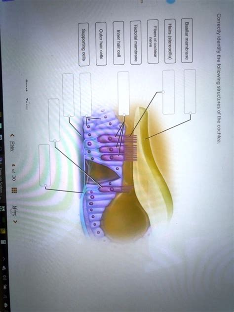 Solved Supporting Outer Hair Cells Inner Hair Cell Tectorial Membrane