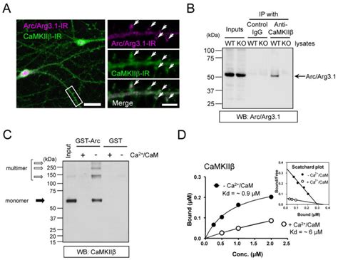 Inverse Synaptic Tagging Of Inactive Synapses Via Dynamic Interaction Of Arc Arg3 1 With Camkiiβ