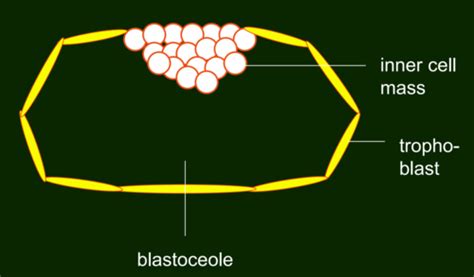 ANS Exam Flashcards Quizlet