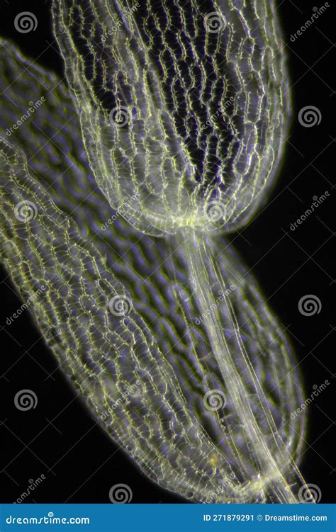 Microscopic View Of Peat Moss Sphagnum Detail Stock Image