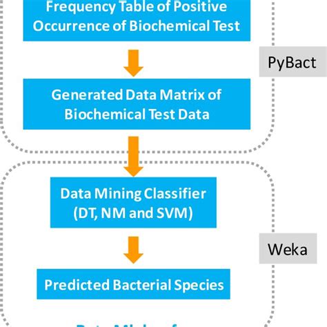 Schematic Representation Of Bacterial Identification Methodology