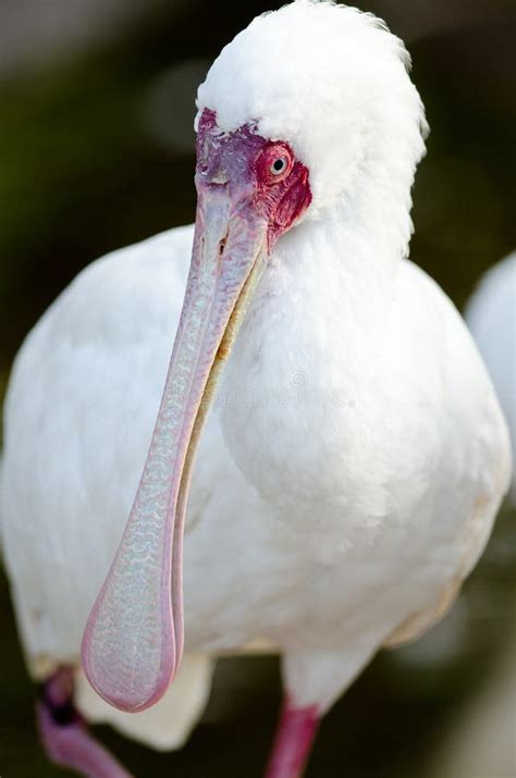 Coy Spoonbill Imagen De Archivo Imagen De Maduro Rosa 30718315