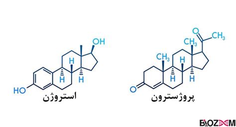 لیپید، مولکولی هزارچهره مجله بیوزوم