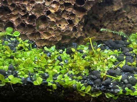 Why These Monte Carlo Doesnt Grow Well Raquascape