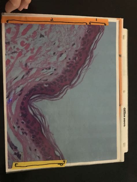 Histology Slides Diagram Quizlet