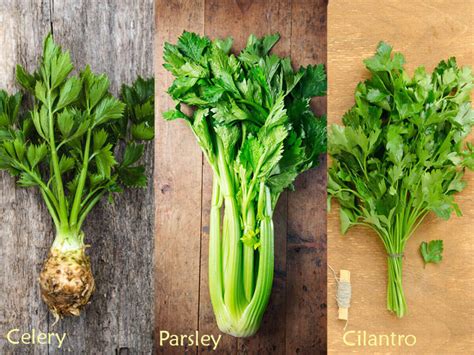 Celery Meaning In Punjabi Celery Meaning In Hindi Celery Ka Matlab