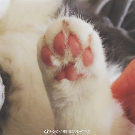 Xiao Zhan And His Cat Jianguo Nut R Xiaozhanworld