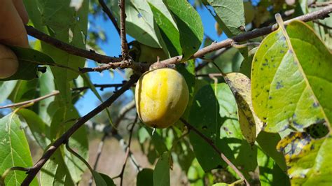 American Persimmon Tree