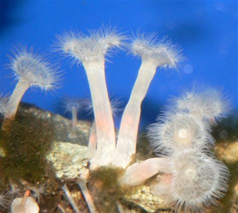 Metridium Senile Plants Garden Flowers